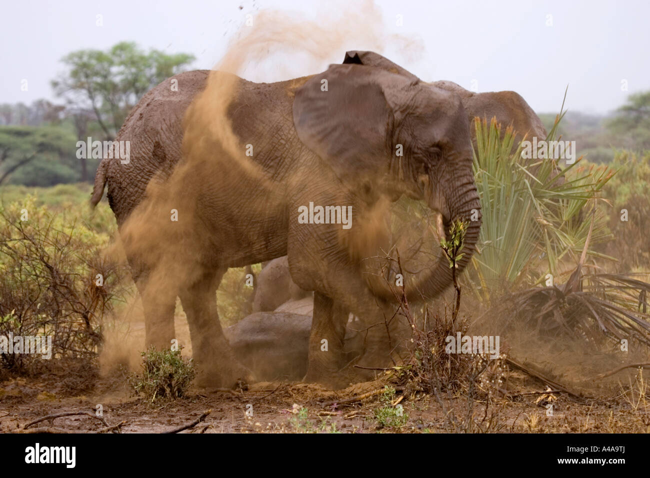 elephant throwing cloud of mud over skin to protect from the sun ...