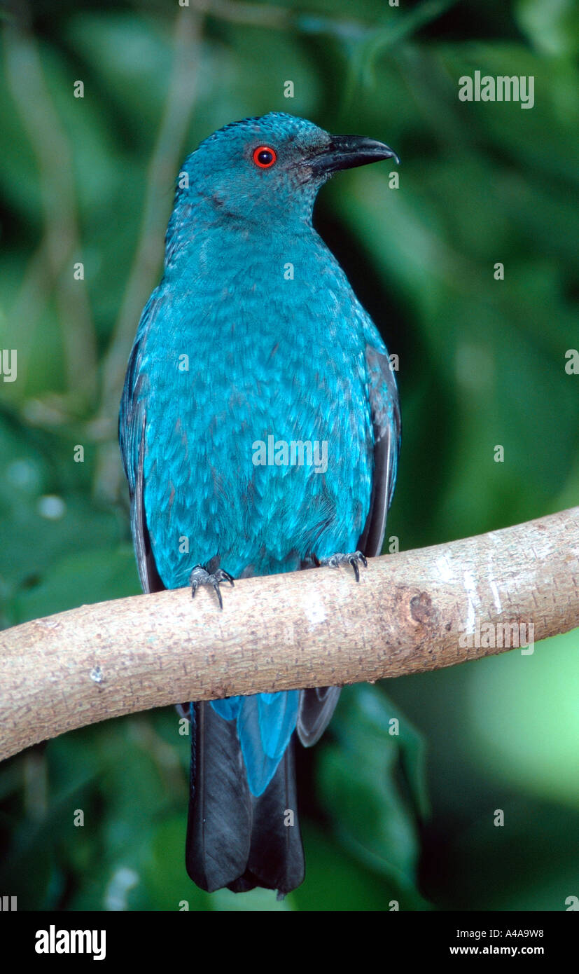 Blue backed hi-res stock photography and images - Alamy