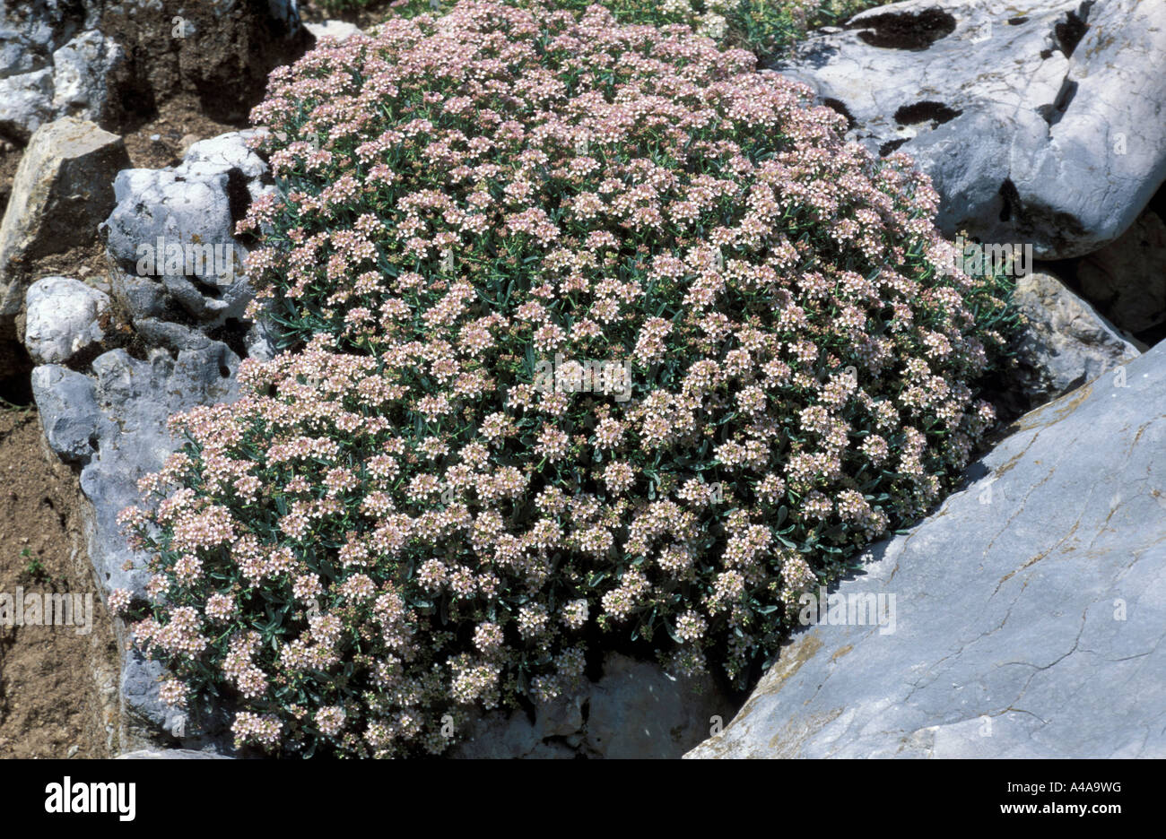 Spinosum hi-res stock photography and images - Alamy