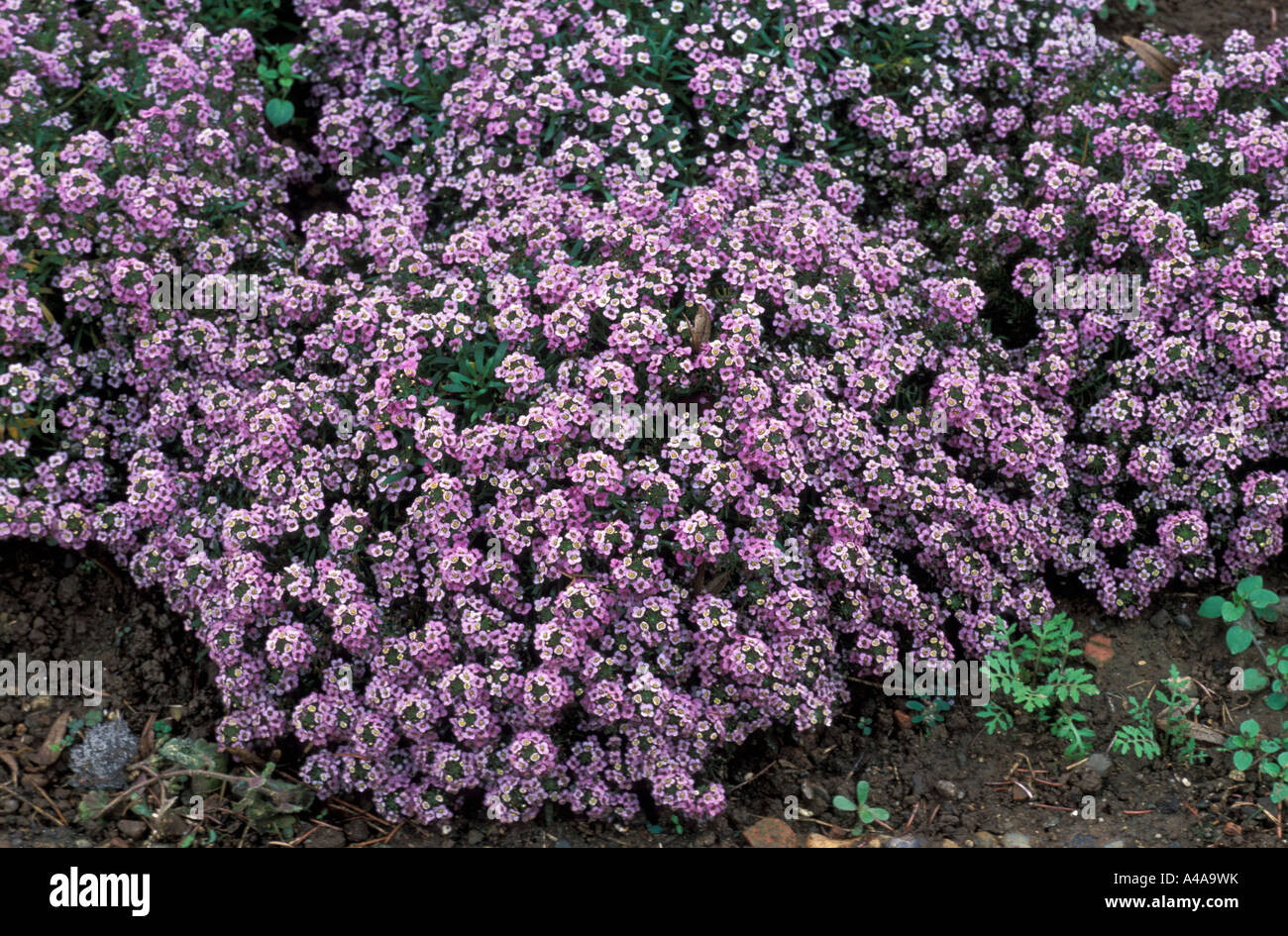Alyssum Maritimum Easter Bonnet Stock Photo - Alamy