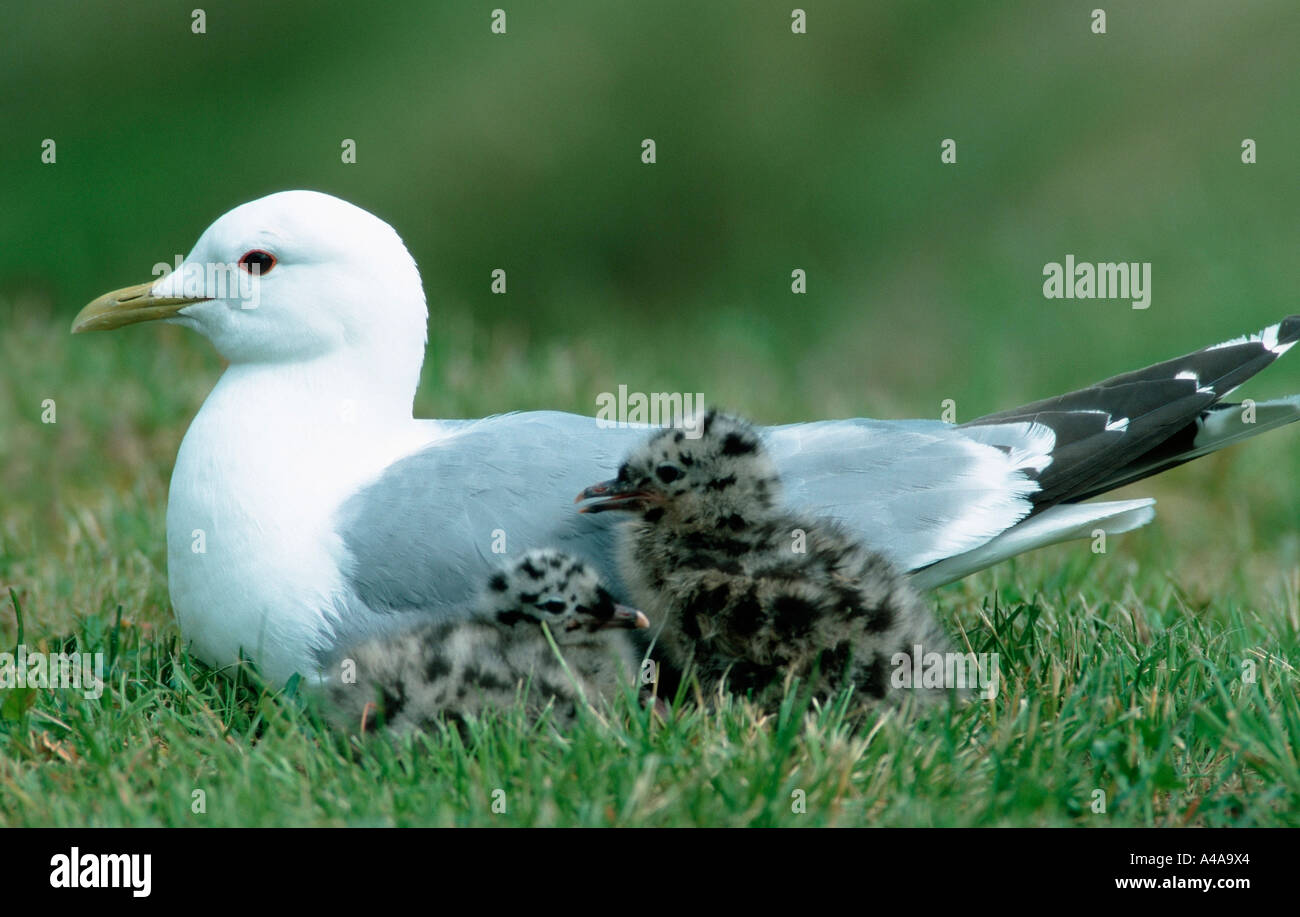 Common Gull / Mew Gull Stock Photo - Alamy