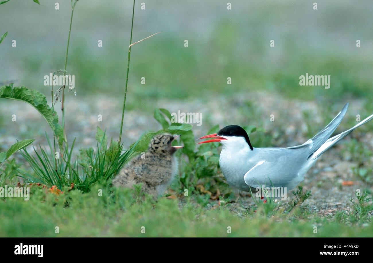 Female arctic tern sterna hi-res stock photography and images - Alamy