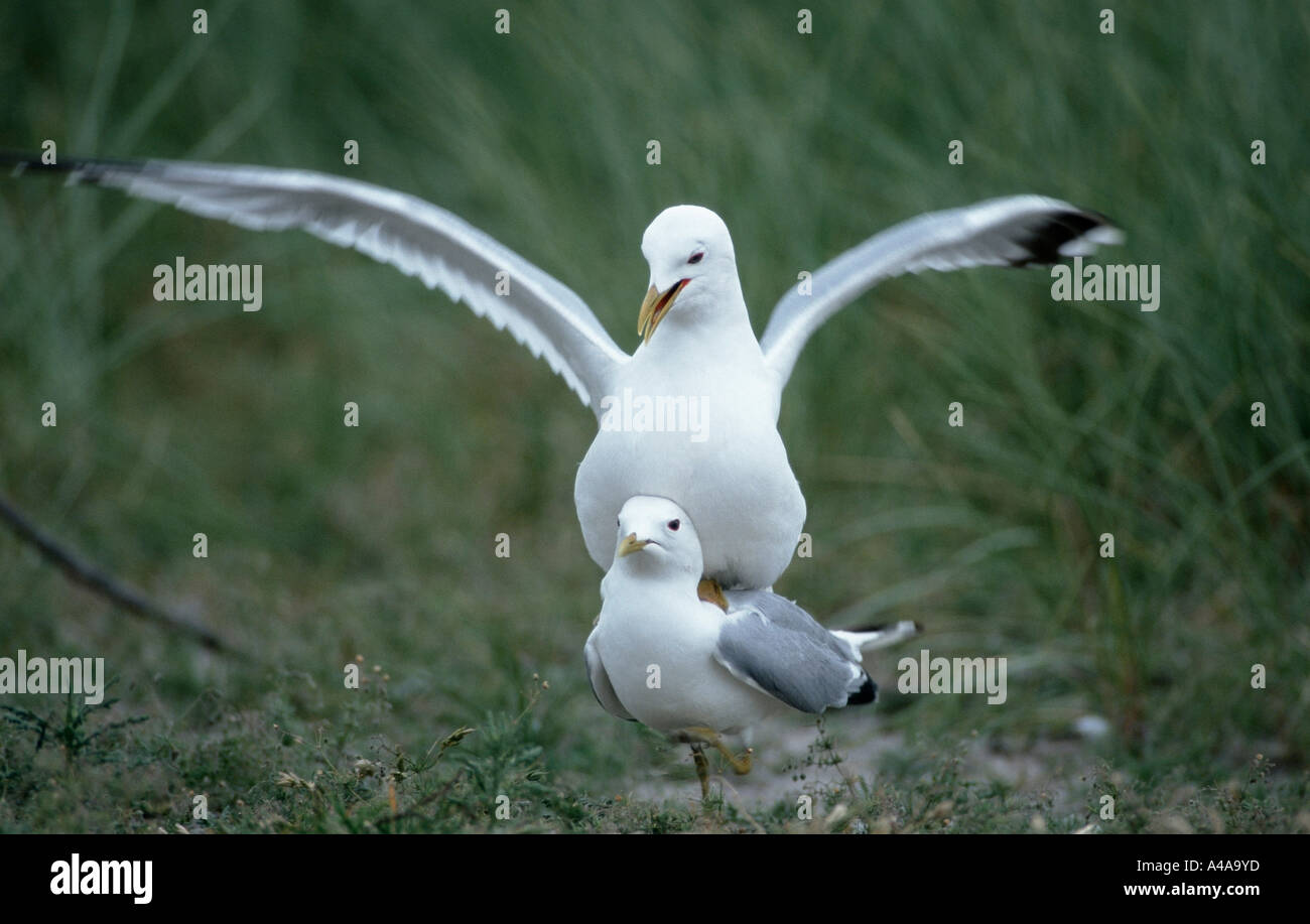 Common Gull / Mew Gull Stock Photo - Alamy