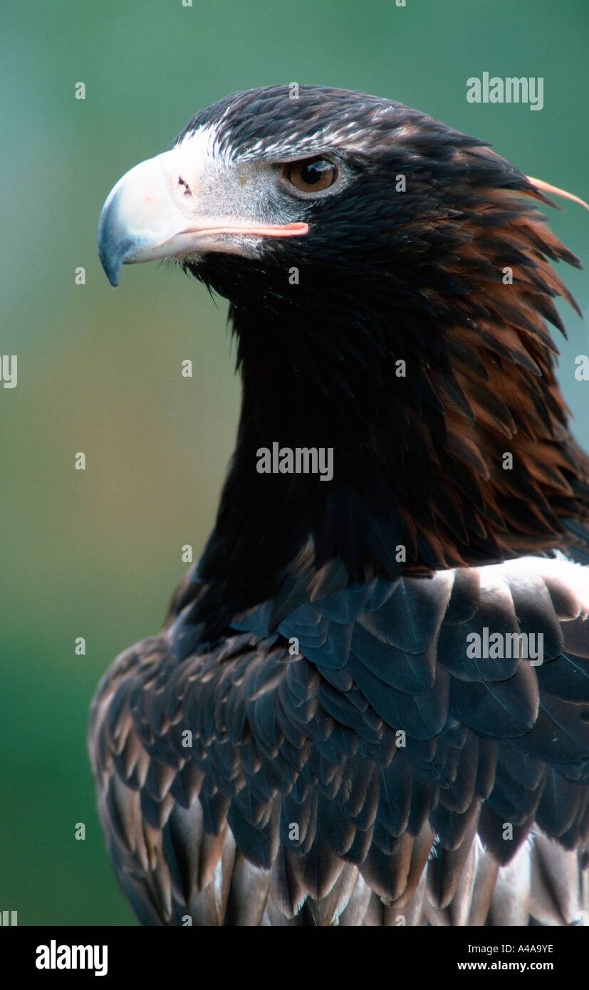 Adult wedge tailed eagle aquila audax hi-res stock photography and ...