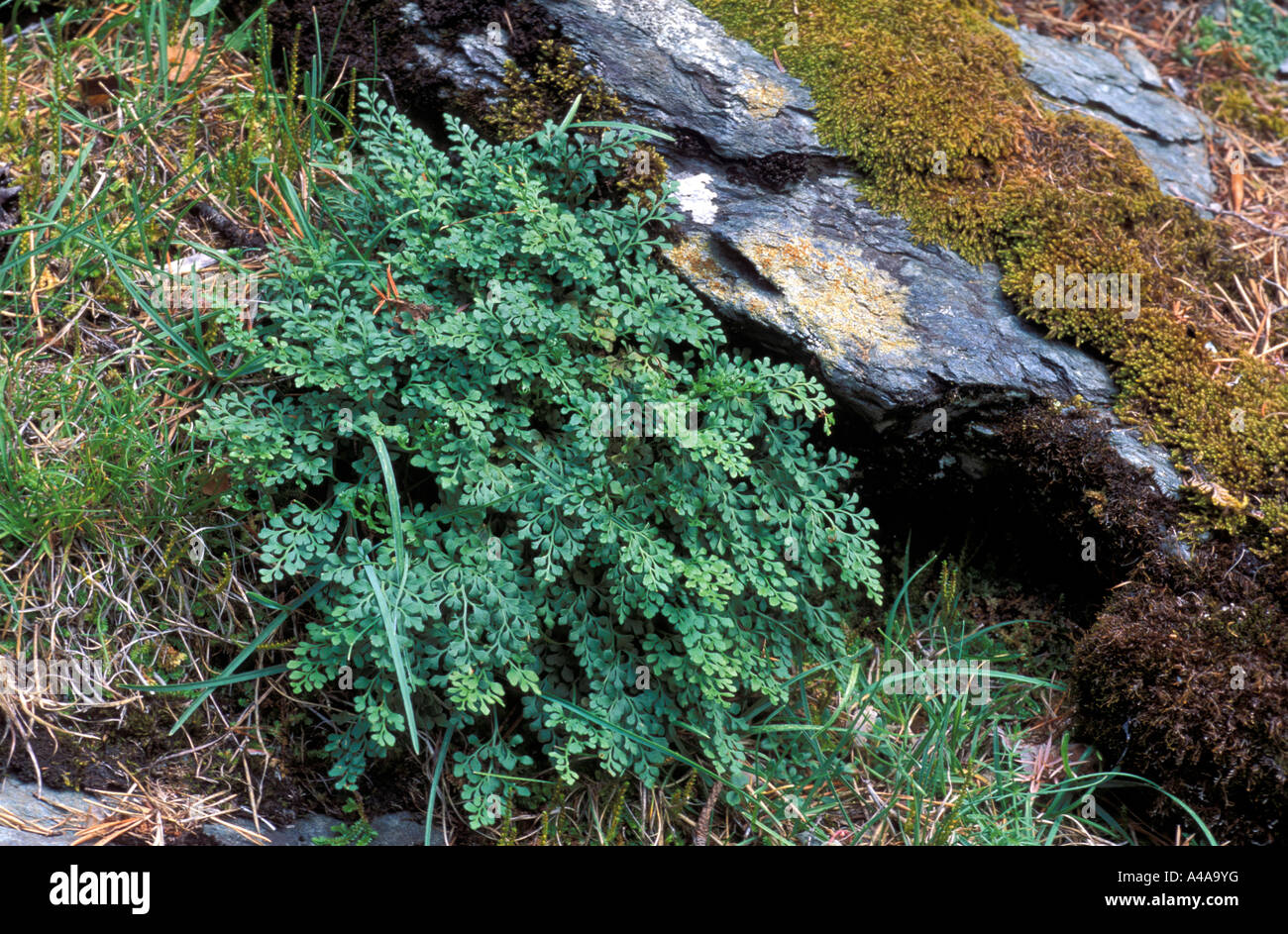 Asplenium ruta hi-res stock photography and images - Alamy