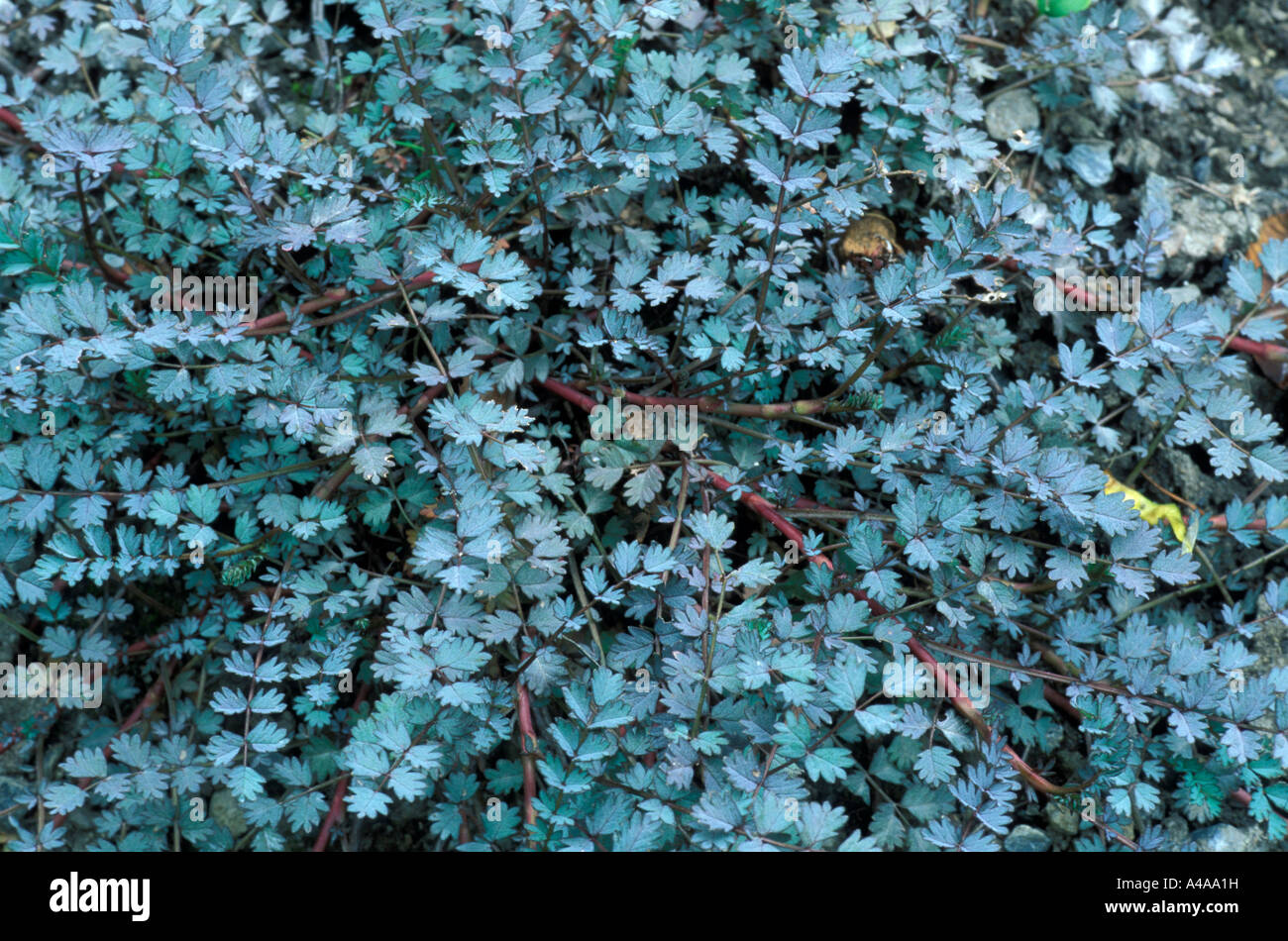 Acaena High Resolution Stock Photography and Images - Alamy