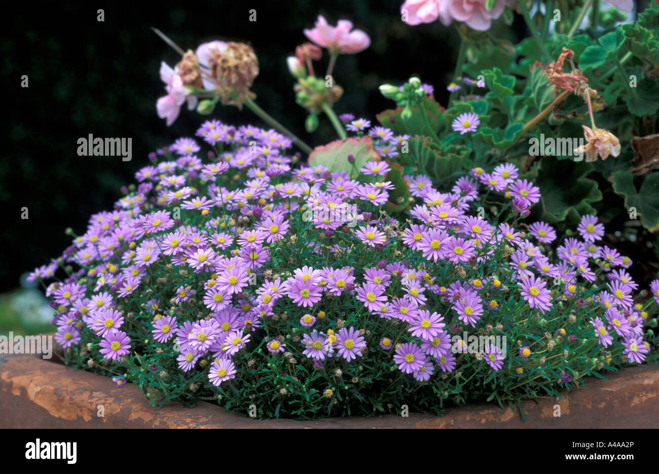 Brachyscome multifida hi-res stock photography and images - Alamy