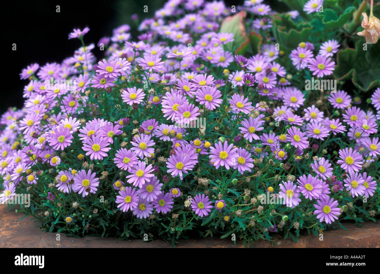 Brachyscome Multifida High Resolution Stock Photography and Images - Alamy