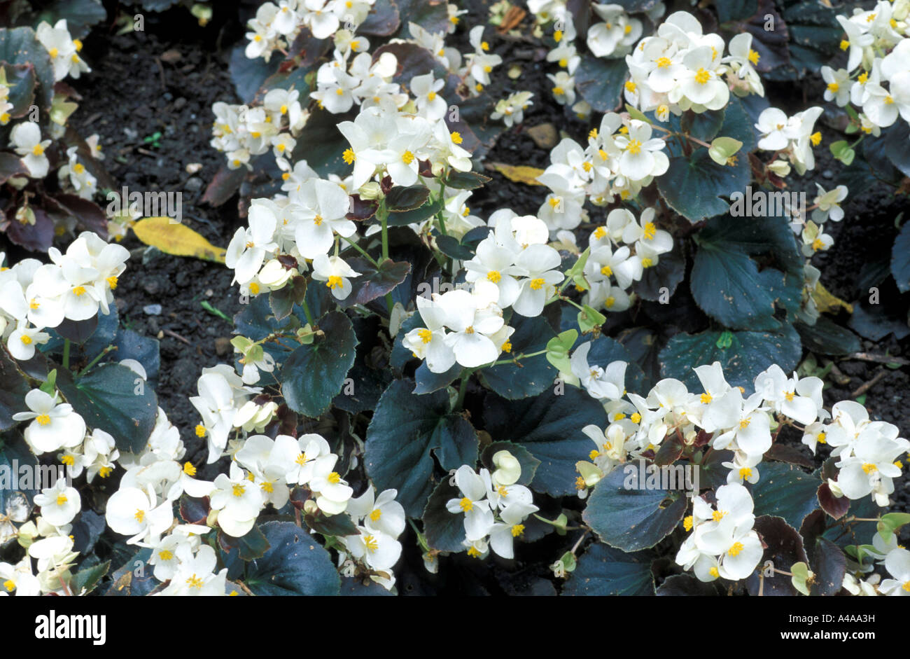 Begonia semperflorens Cocktail Stock Photo - Alamy