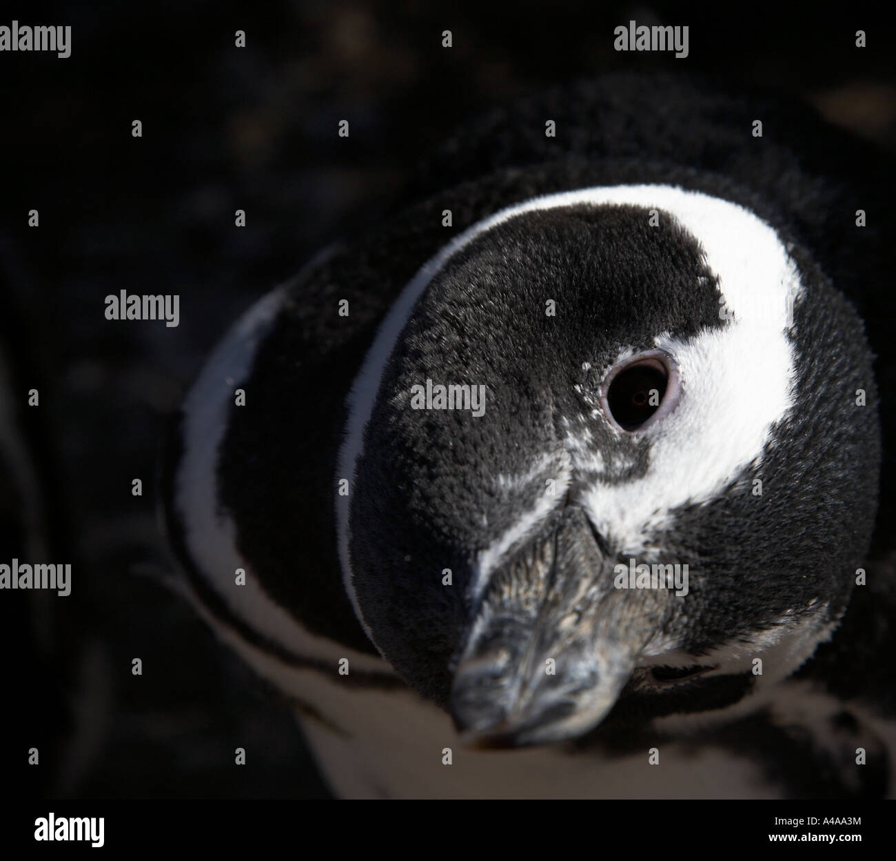 Penguin look camera hi-res stock photography and images - Alamy