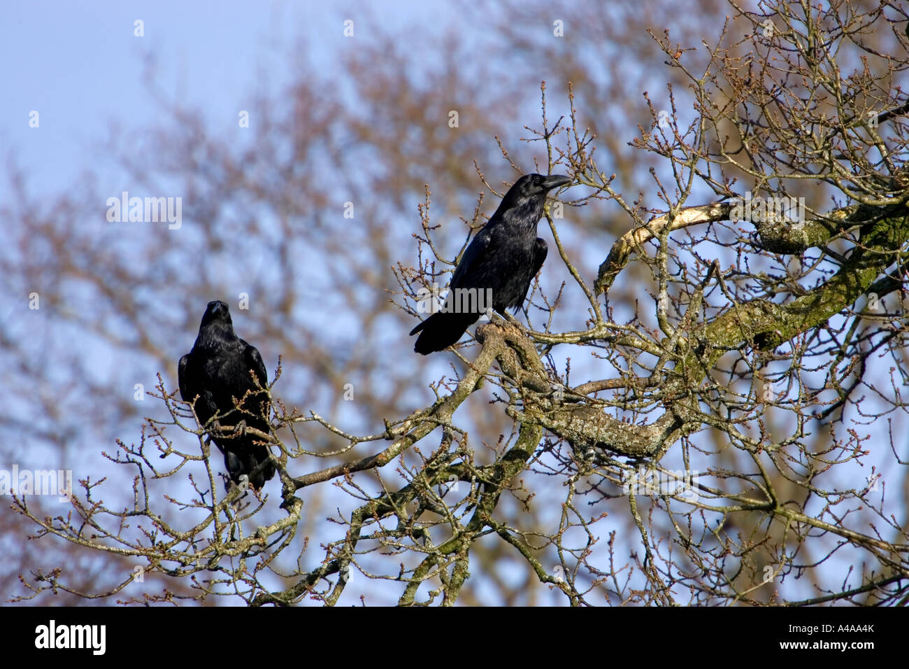 pair of rooks in tree Stock Photo - Alamy