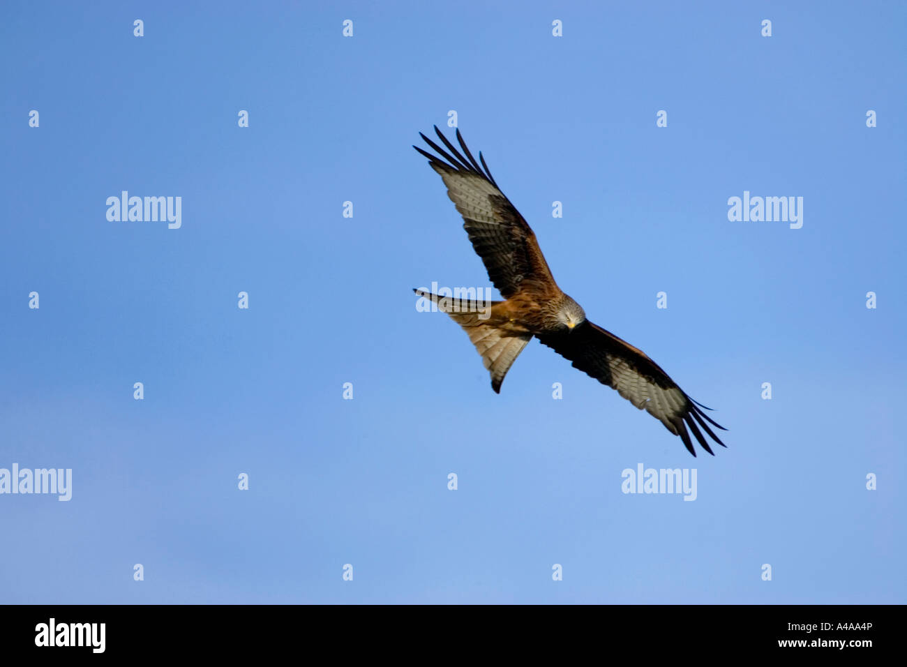 Red Kite in flight Stock Photo - Alamy