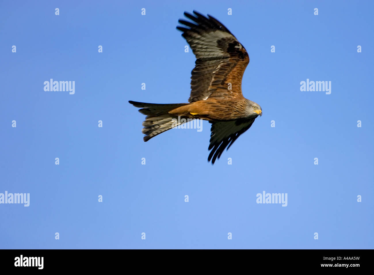 Red Kite in flight Stock Photo - Alamy