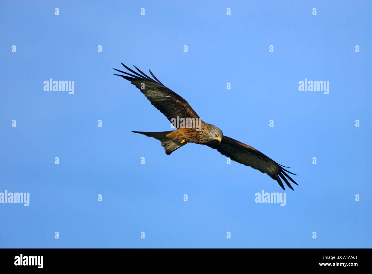 Red Kite in flight Stock Photo - Alamy