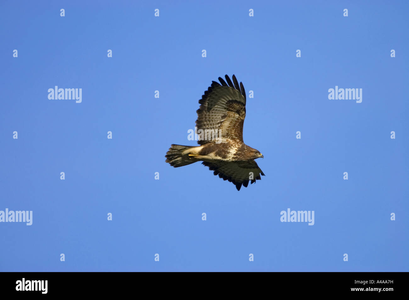 buzzard in flight Stock Photo - Alamy