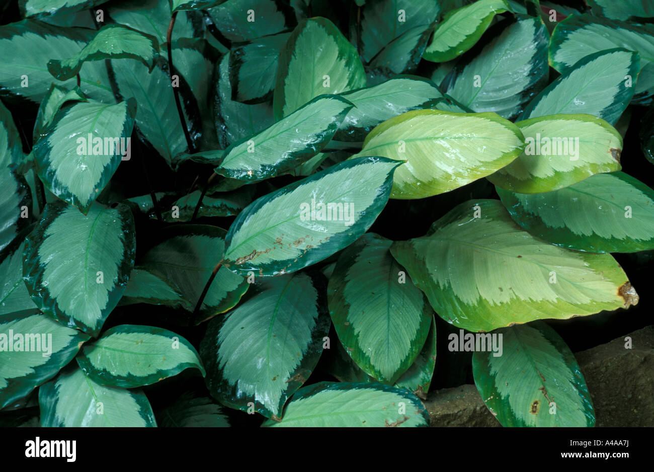 Calathea picturata var argentea Stock Photo - Alamy