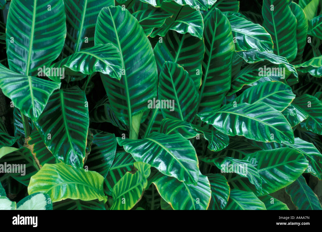 Zebrina hi-res stock photography and images - Alamy