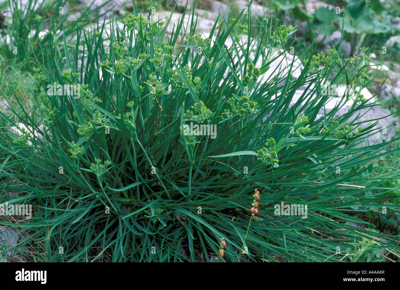 Bupleurum sp hi-res stock photography and images - Alamy