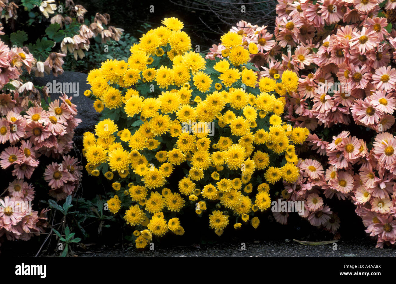 Ibrido hi-res stock photography and images - Alamy