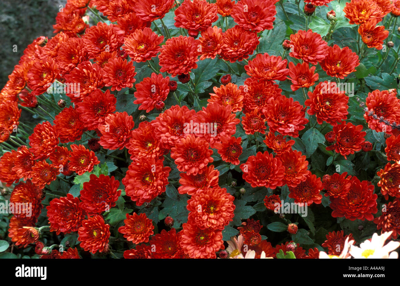 Ibrido hi-res stock photography and images - Alamy
