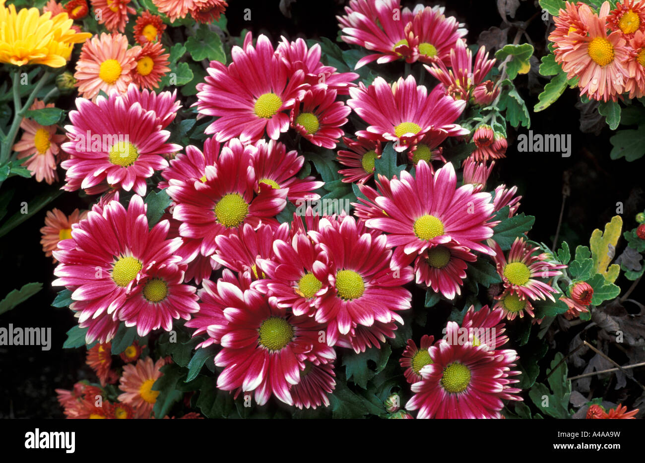 Ibrido hi-res stock photography and images - Alamy