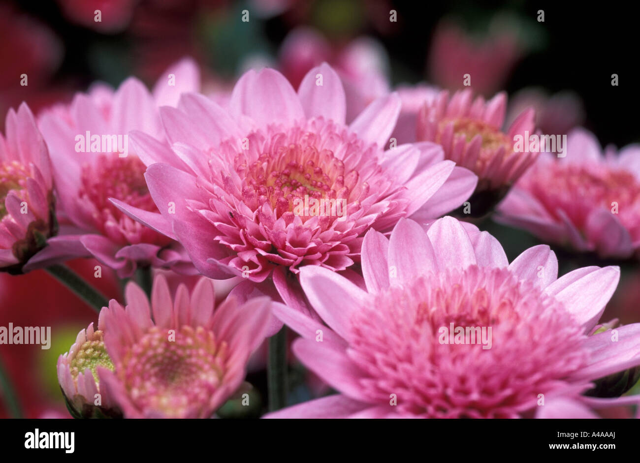 Ibrido hi-res stock photography and images - Alamy