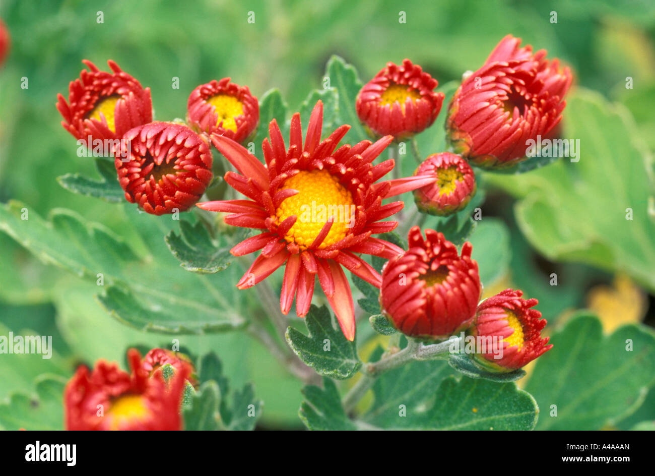 Ibrido High Resolution Stock Photography and Images - Alamy