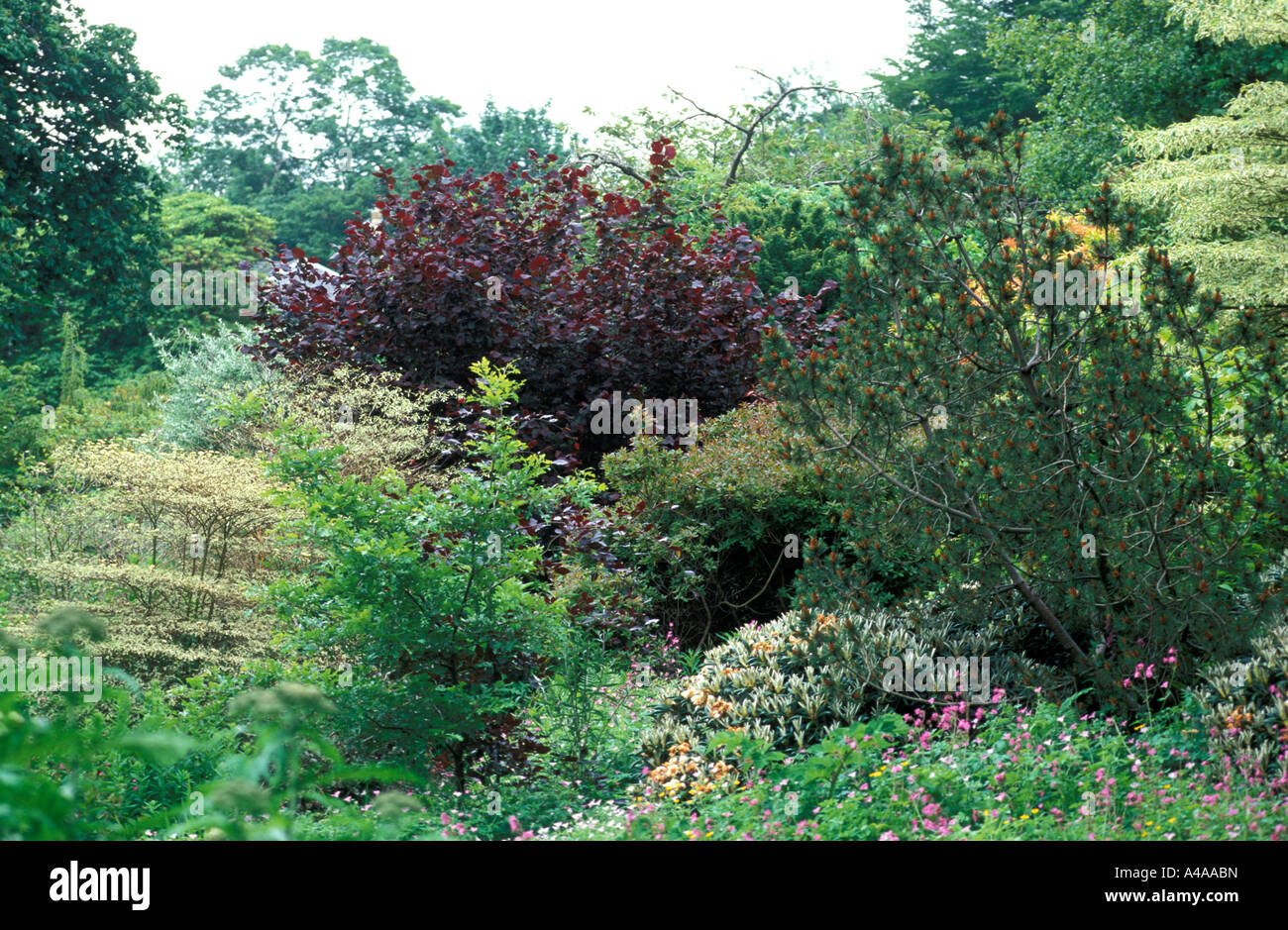 Corylus Maxima Purpurea Stock Photo - Alamy