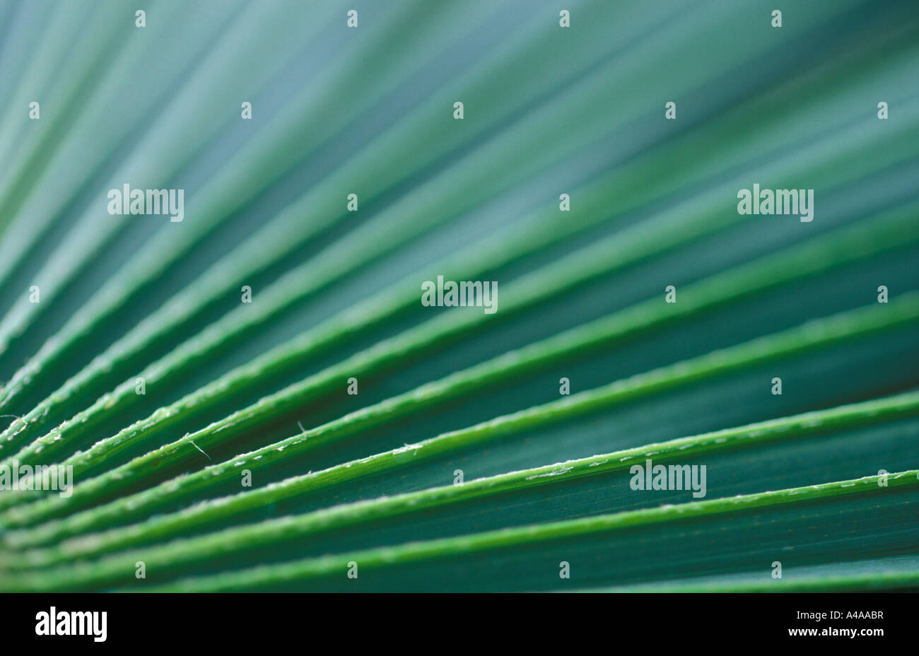 Chamaerops Humilis leaf Stock Photo - Alamy