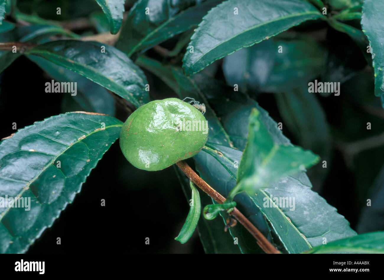 Fruit of Camellia sp Stock Photo - Alamy