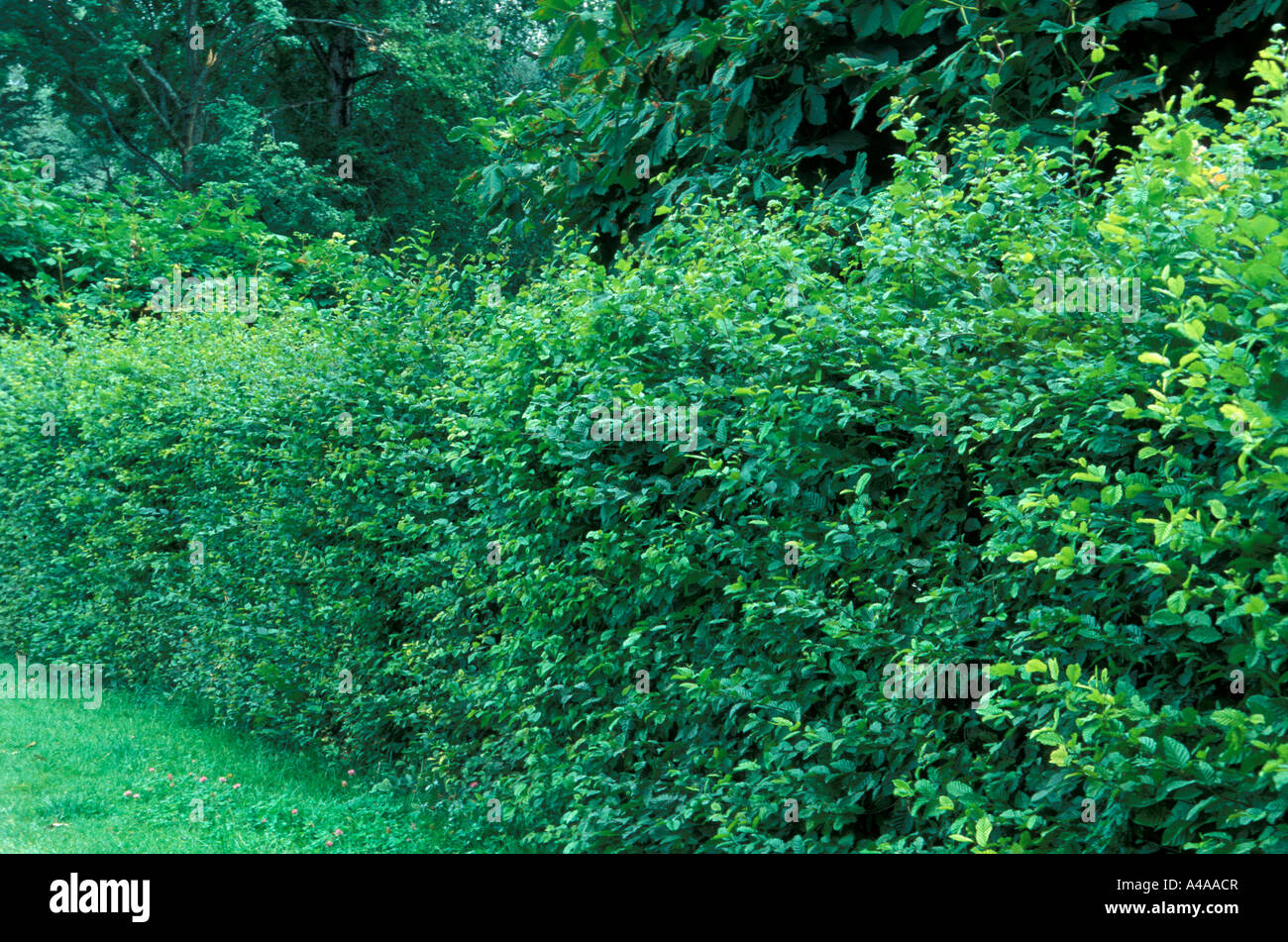 Carpinus betulus hedge hi-res stock photography and images - Alamy