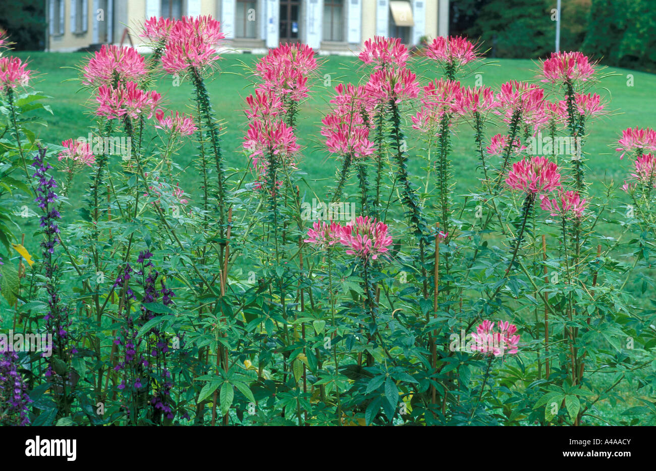 Cleome hassleriana Sparkler Stock Photo - Alamy