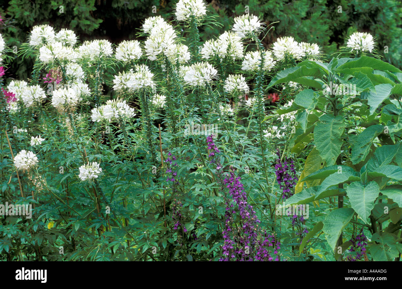 Cleome hassleriana Sparkler Stock Photo - Alamy