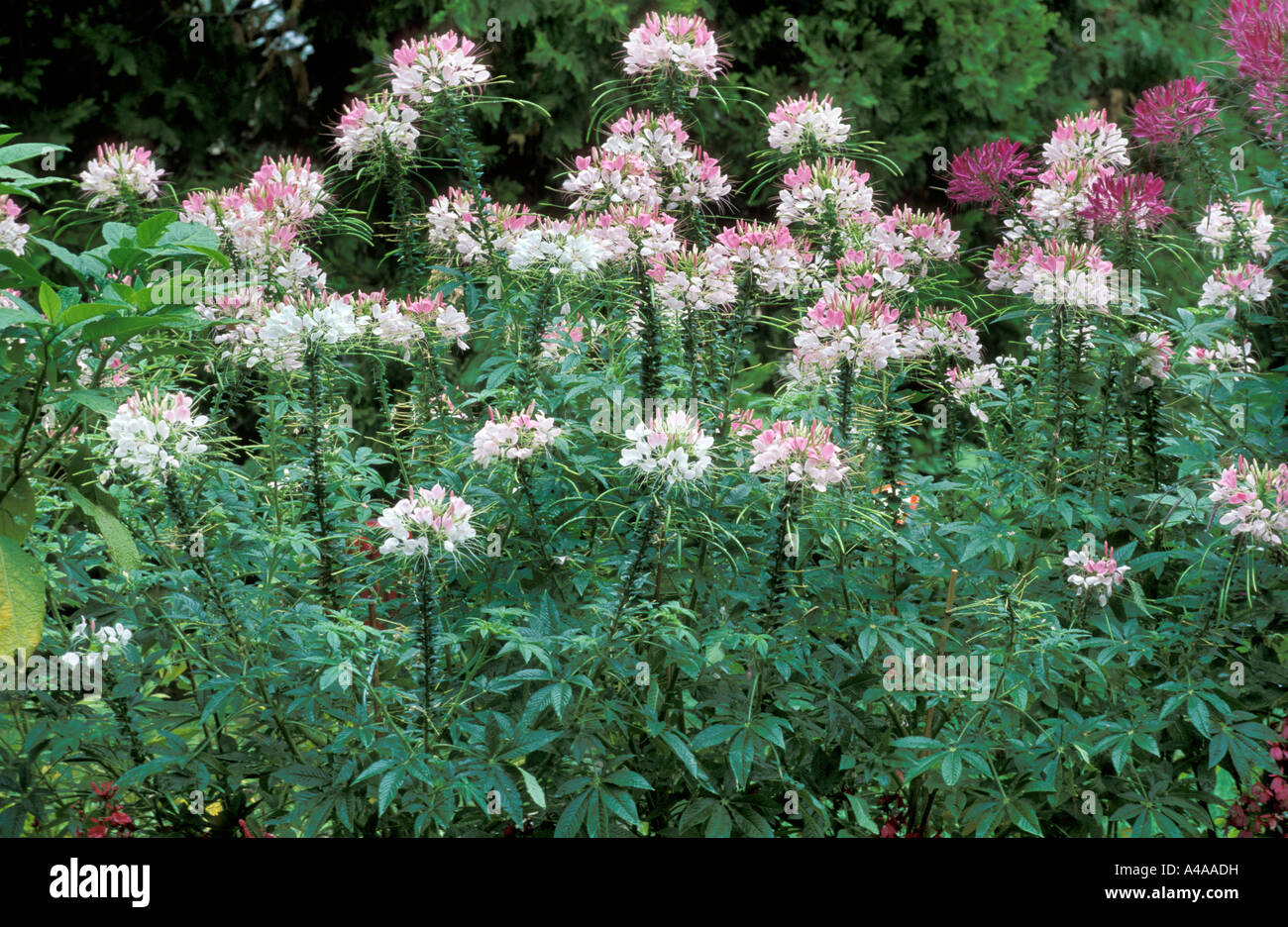 Cleome hassleriana Sparkler Stock Photo - Alamy