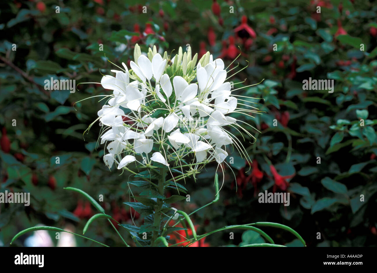 Cleome hassleriana Sparkler Stock Photo - Alamy