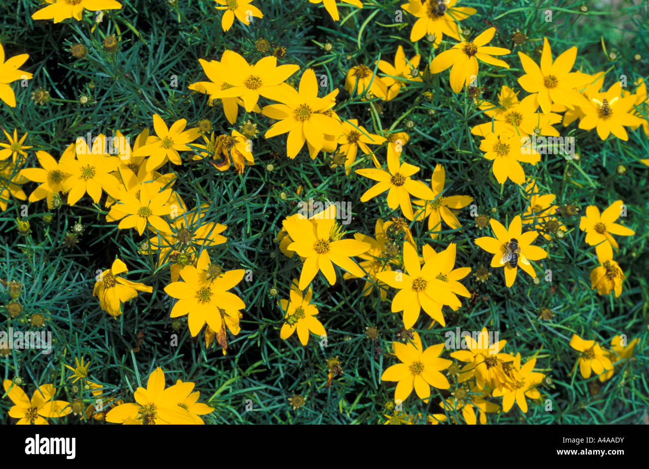 Coreopsis Verticillata Zagreb Stock Photo - Alamy