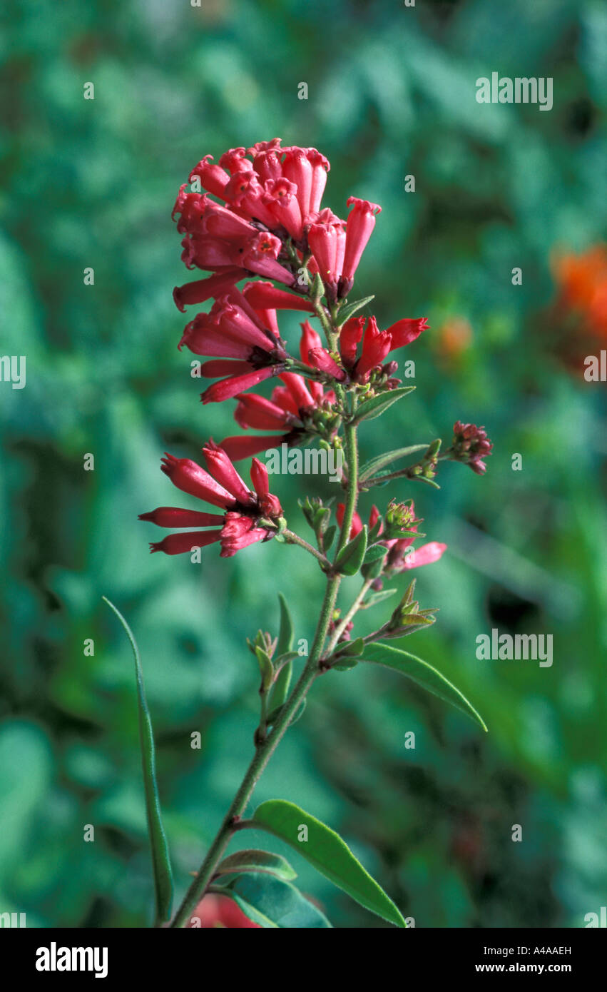 Cestrum elegans hi-res stock photography and images - Alamy