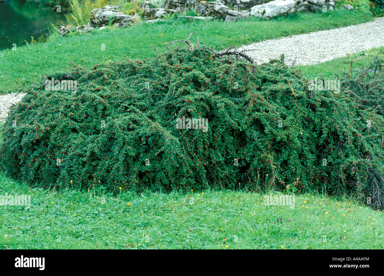 Cotoneaster cotoneaster congestus hi-res stock photography and images ...