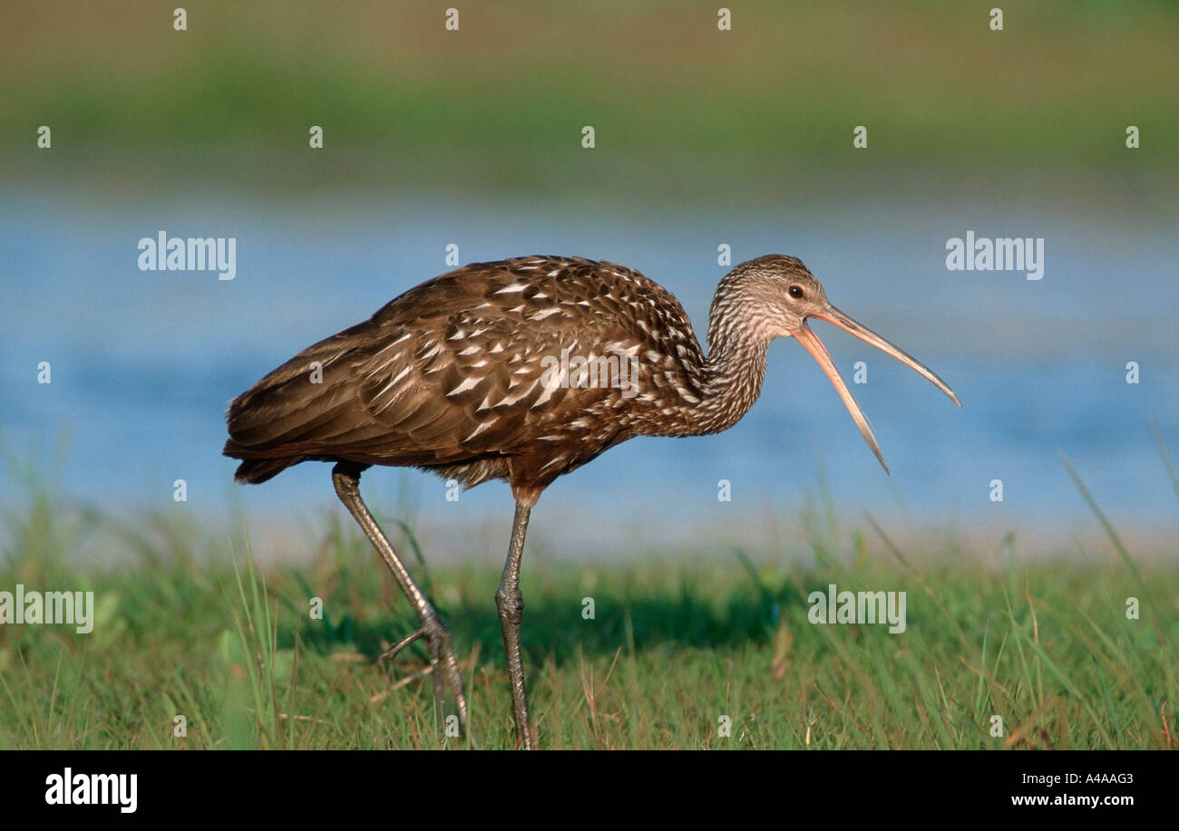 Adult limpkin hi-res stock photography and images - Alamy