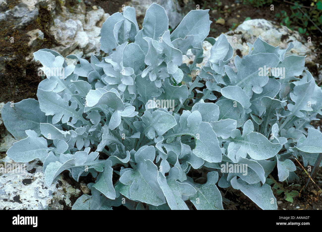 Centaurea ragusina hi-res stock photography and images - Alamy