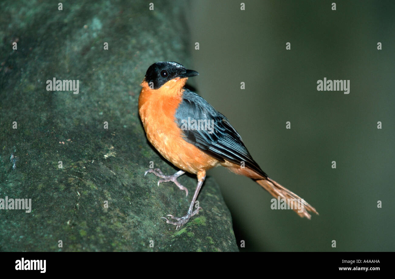 White-browed Robin Stock Photo - Alamy