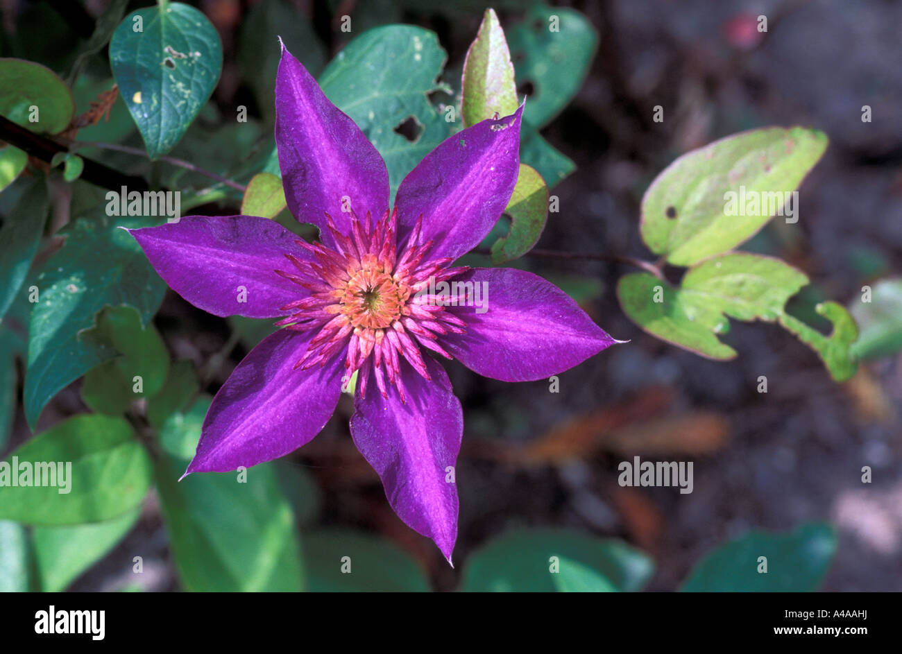 Clematis Daniel Deronda Stock Photo - Alamy