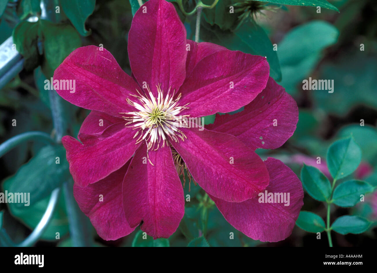 Clematis Rouge Cardinal Stock Photo - Alamy