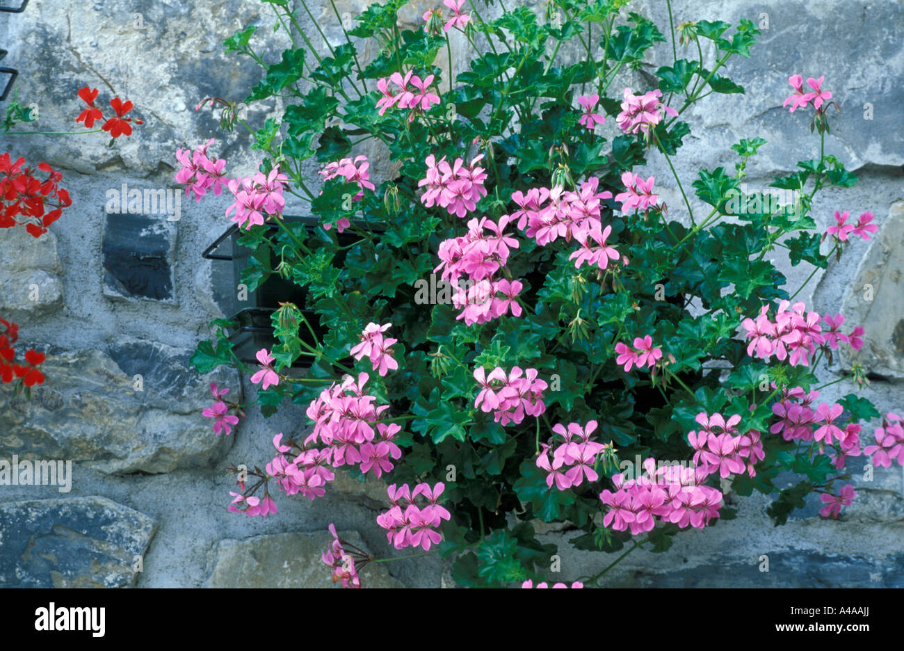Pelargonium peltatum hi-res stock photography and images - Alamy