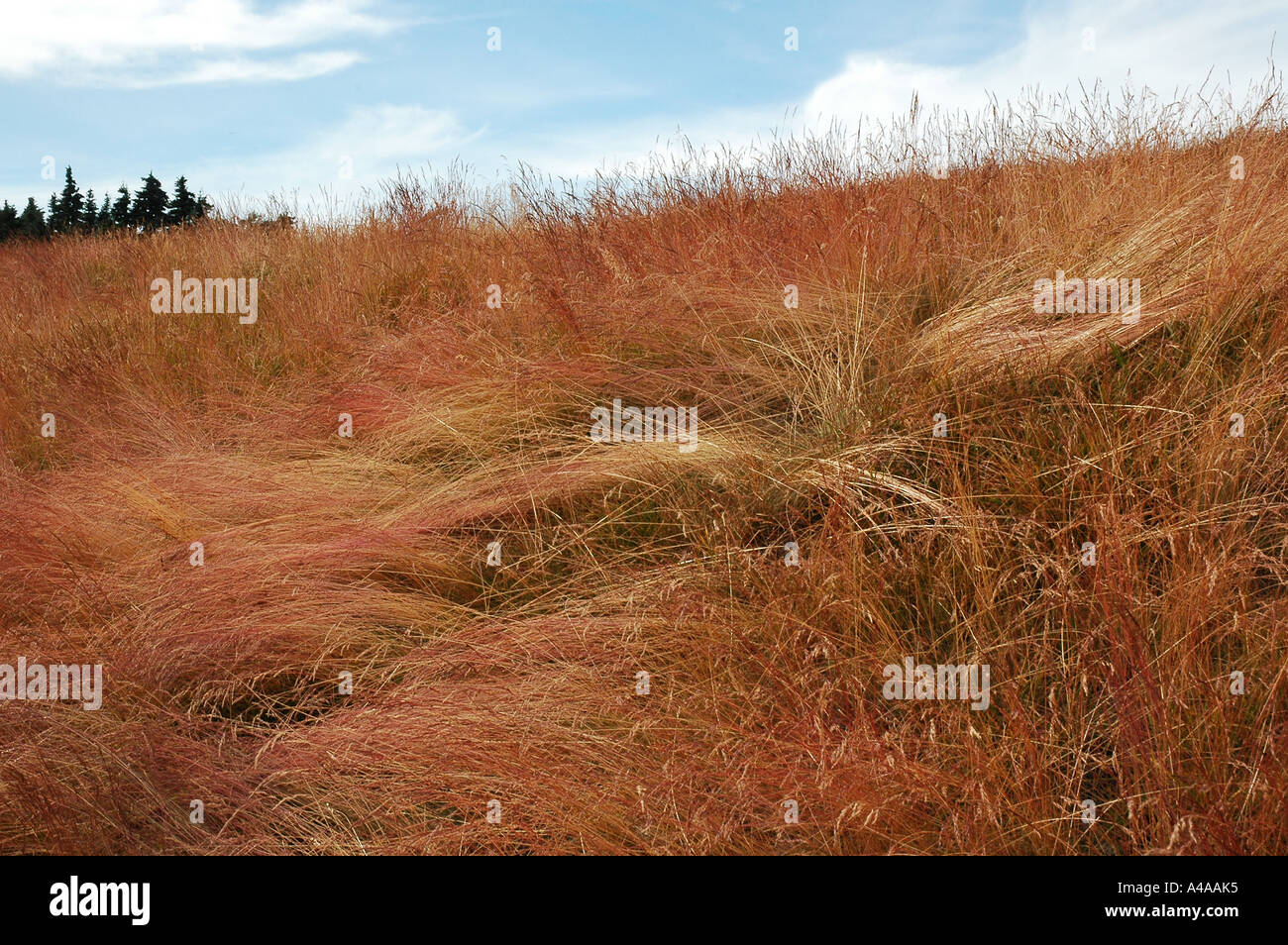 Wind swept grasses hi-res stock photography and images - Alamy