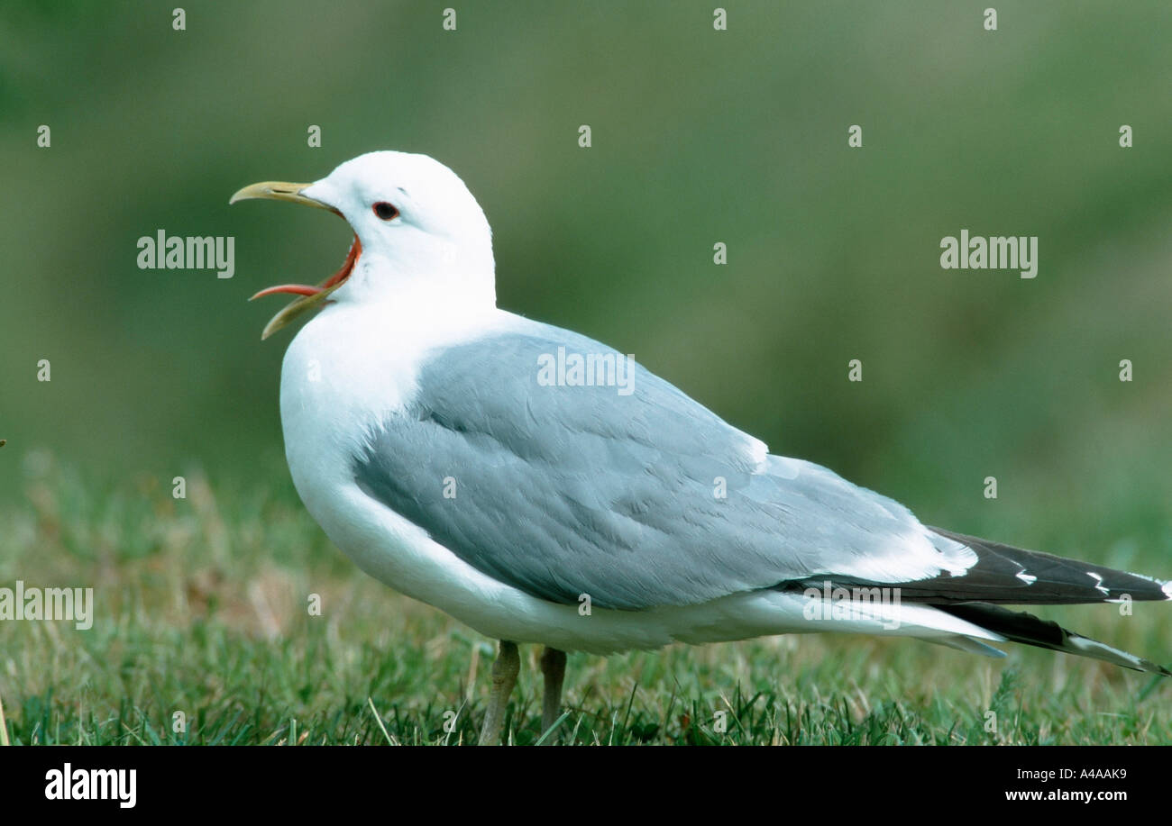 Common Gull / Mew Gull Stock Photo - Alamy