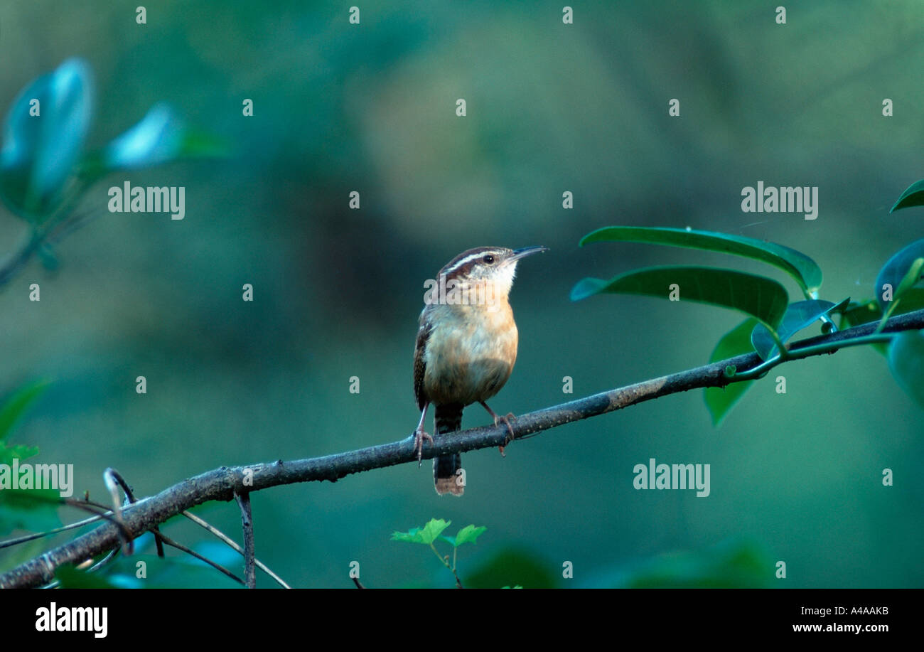 Swamp wren hi-res stock photography and images - Alamy