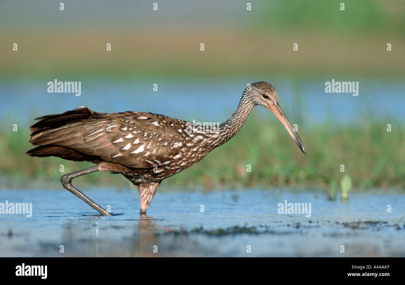 Limpkin walking hi-res stock photography and images - Alamy