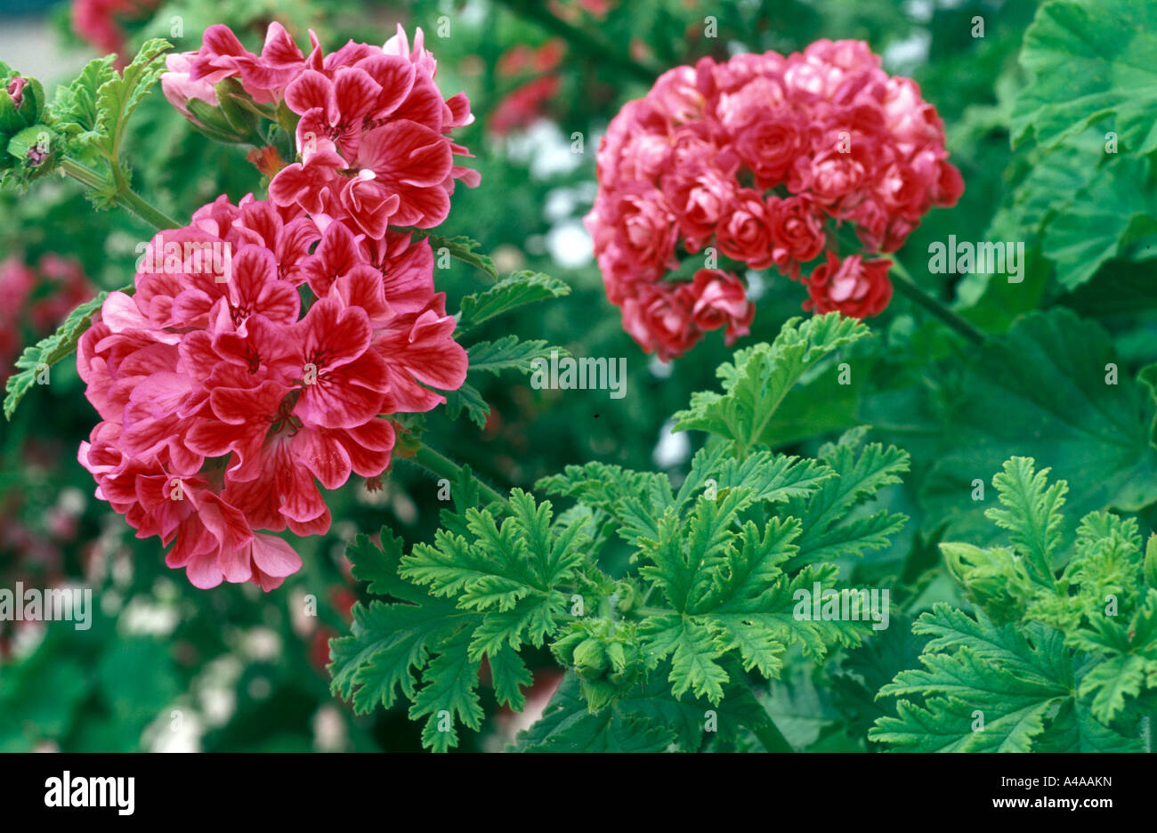 Pelargonium Unique High Resolution Stock Photography and Images - Alamy