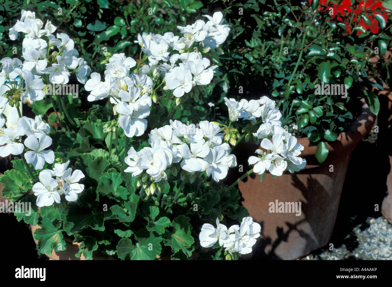 Pelargonium zonali Rocky Mountain White Stock Photo - Alamy
